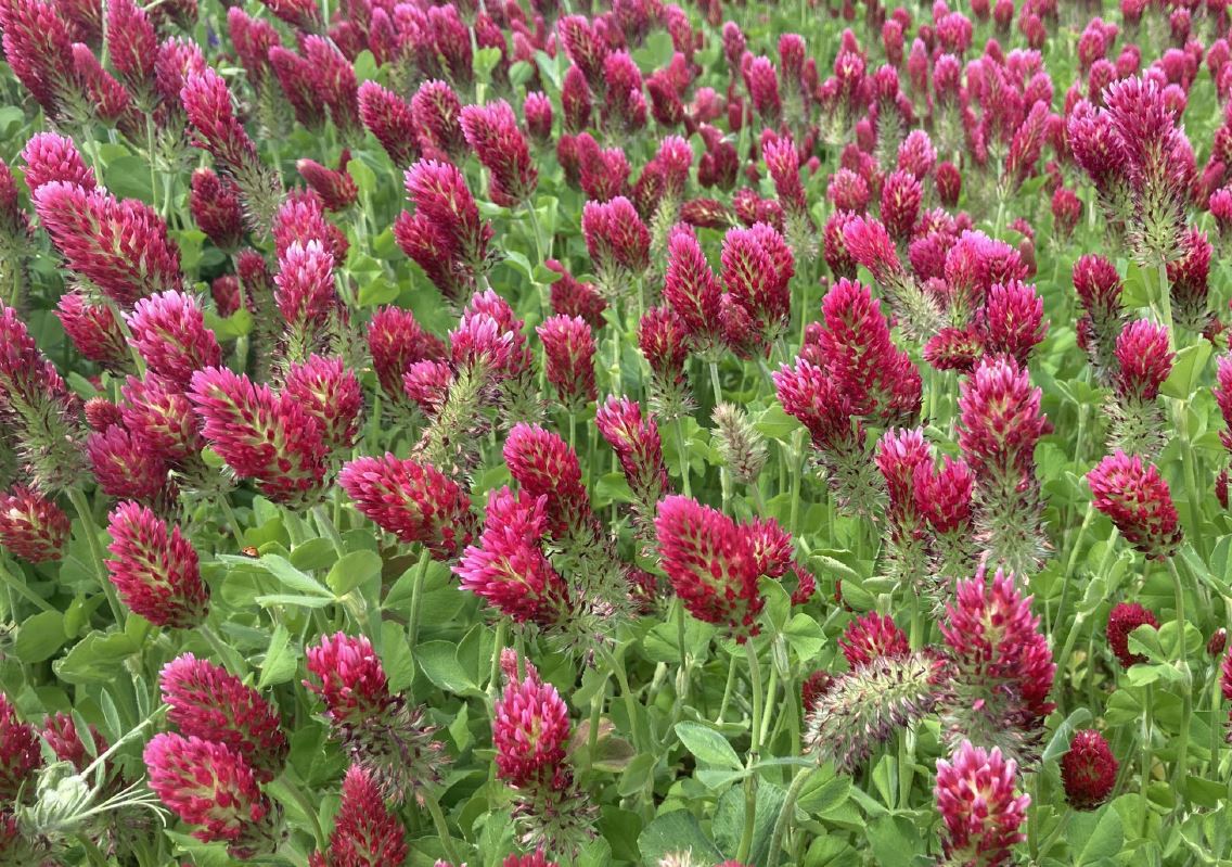 Pasture & Forages | Cocke County